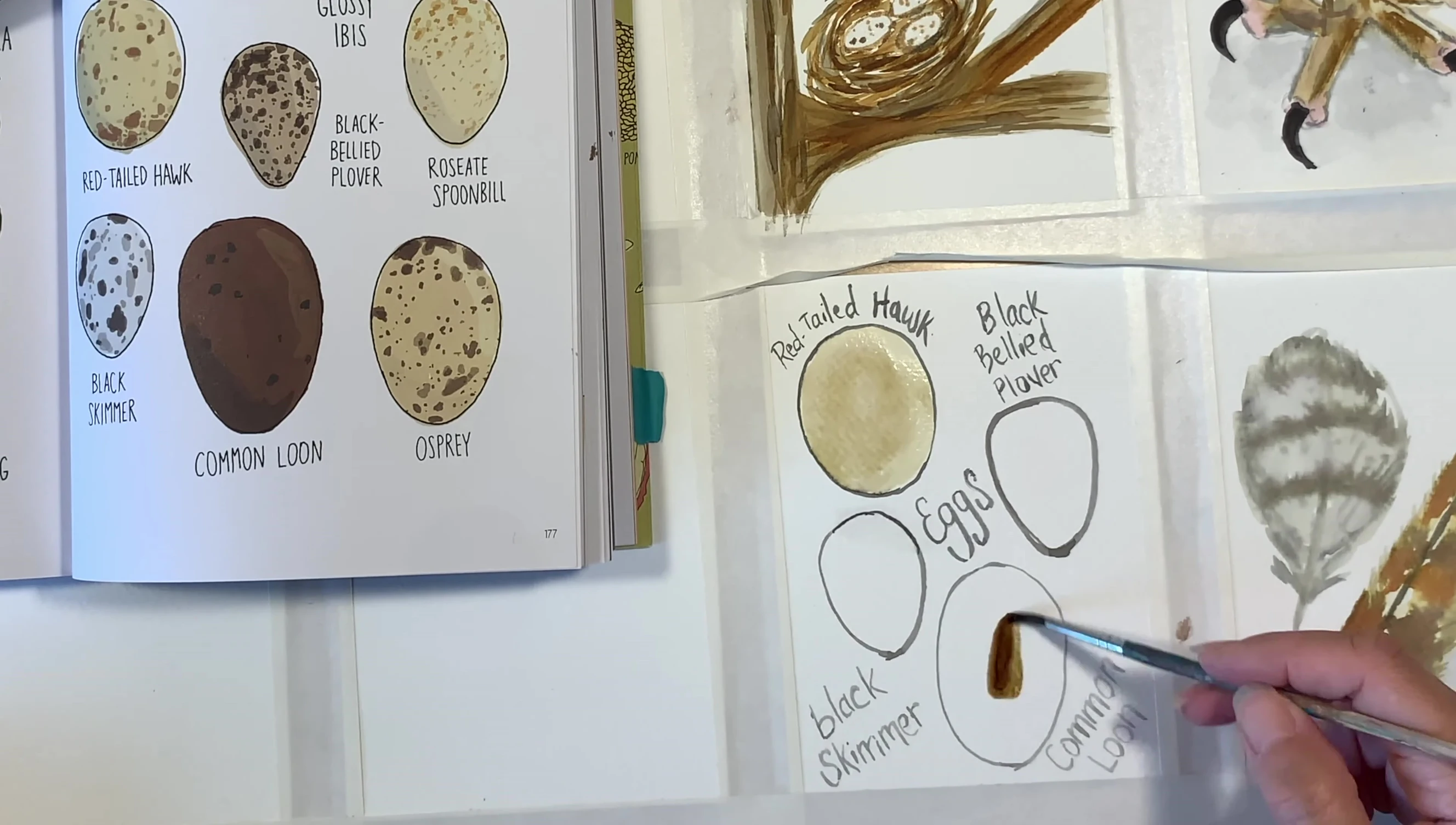 DIY Bird Trivia Cards: A Fun & Educational Homeschool Project